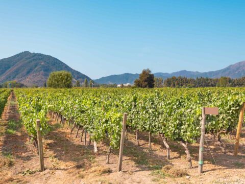 Chile Wine Regions: A Guide to the Country's Best Vineyards