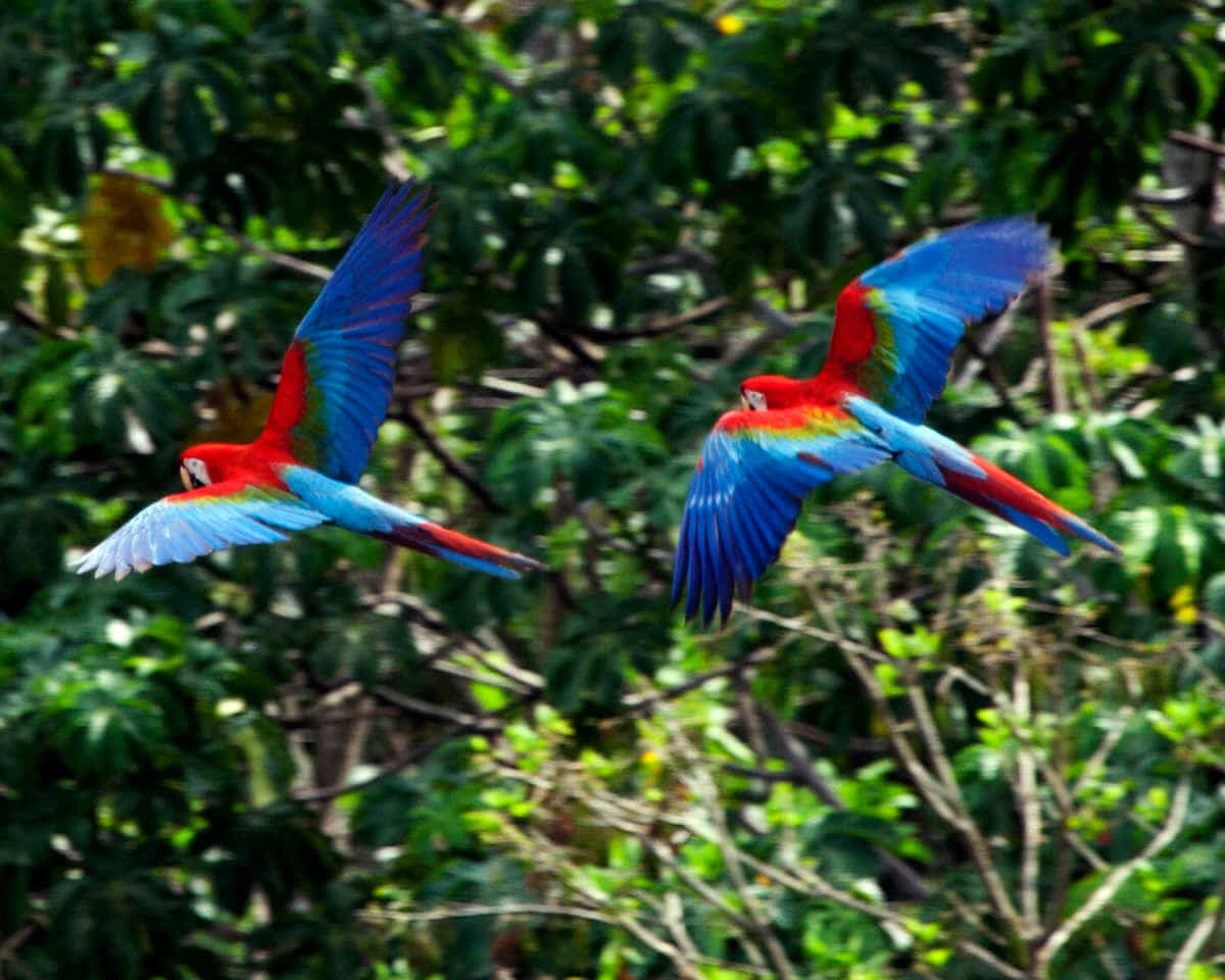 Which country is best for visiting the Amazon Rainforest? - Worldly ...
