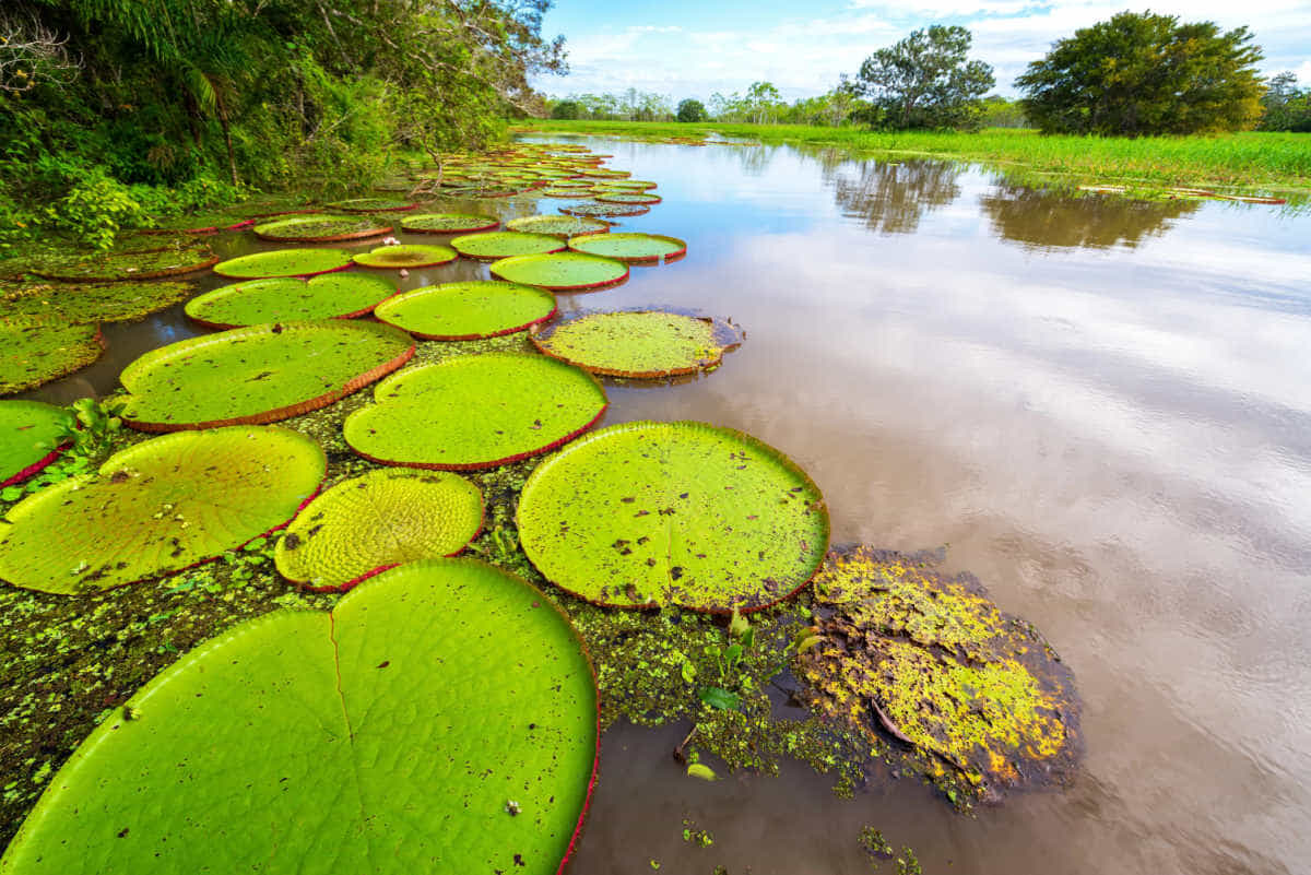 Which country is best for visiting the Amazon Rainforest? - Worldly ...