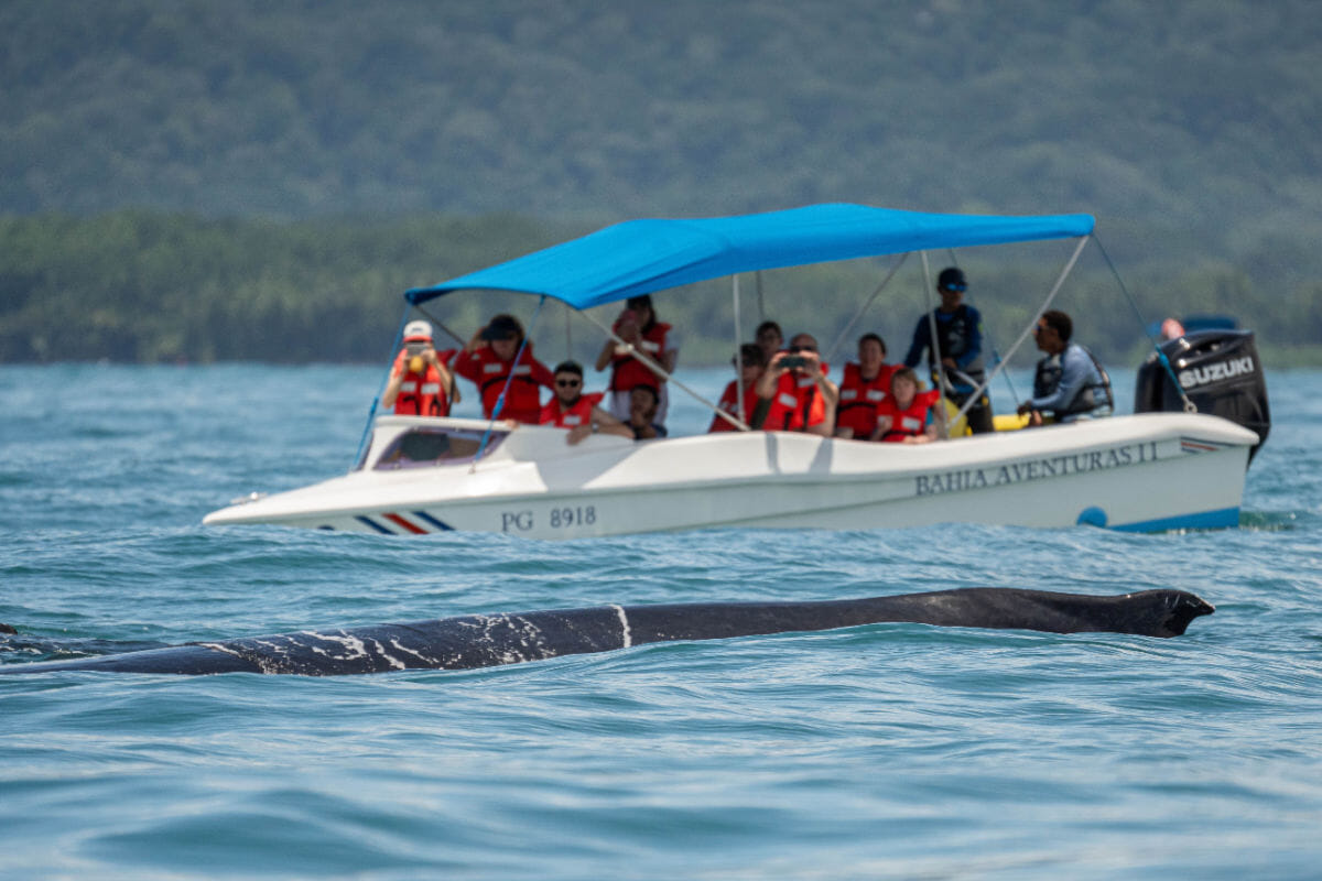 The 13 Best Things to Do In Uvita, Costa Rica - Worldly Adventurer
