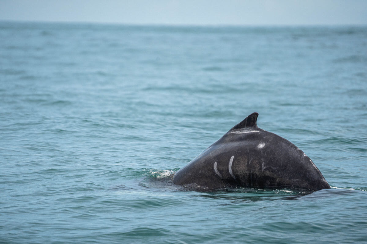 The 13 Best Things to Do In Uvita, Costa Rica - Worldly Adventurer
