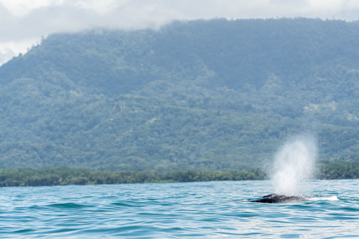 The 13 Best Things to Do In Uvita, Costa Rica - Worldly Adventurer